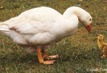 Geese Archives - Backyard Poultry